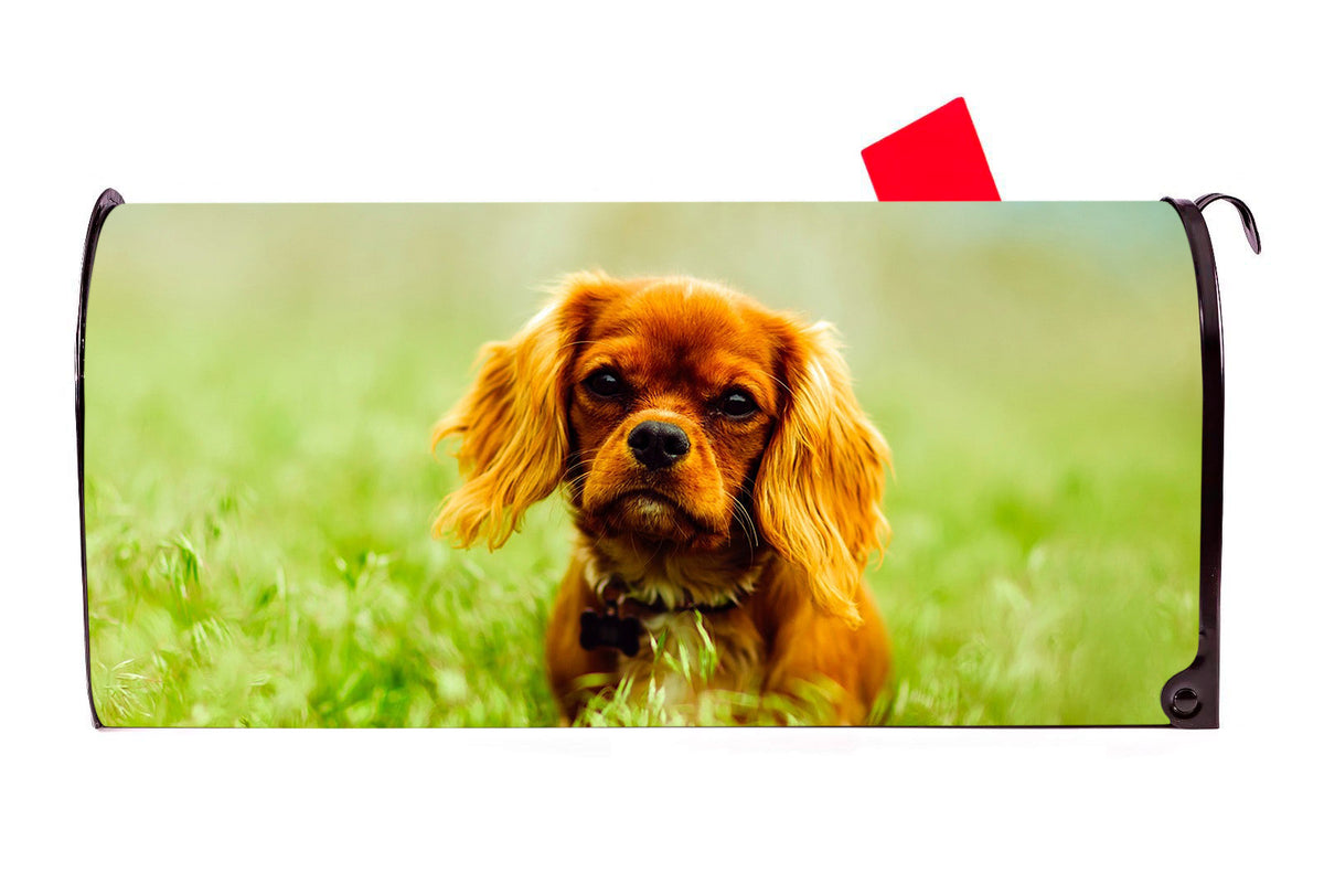 Cocker Spaniel Dog Magnetic Mailbox Cover – Mailbox Covers for You