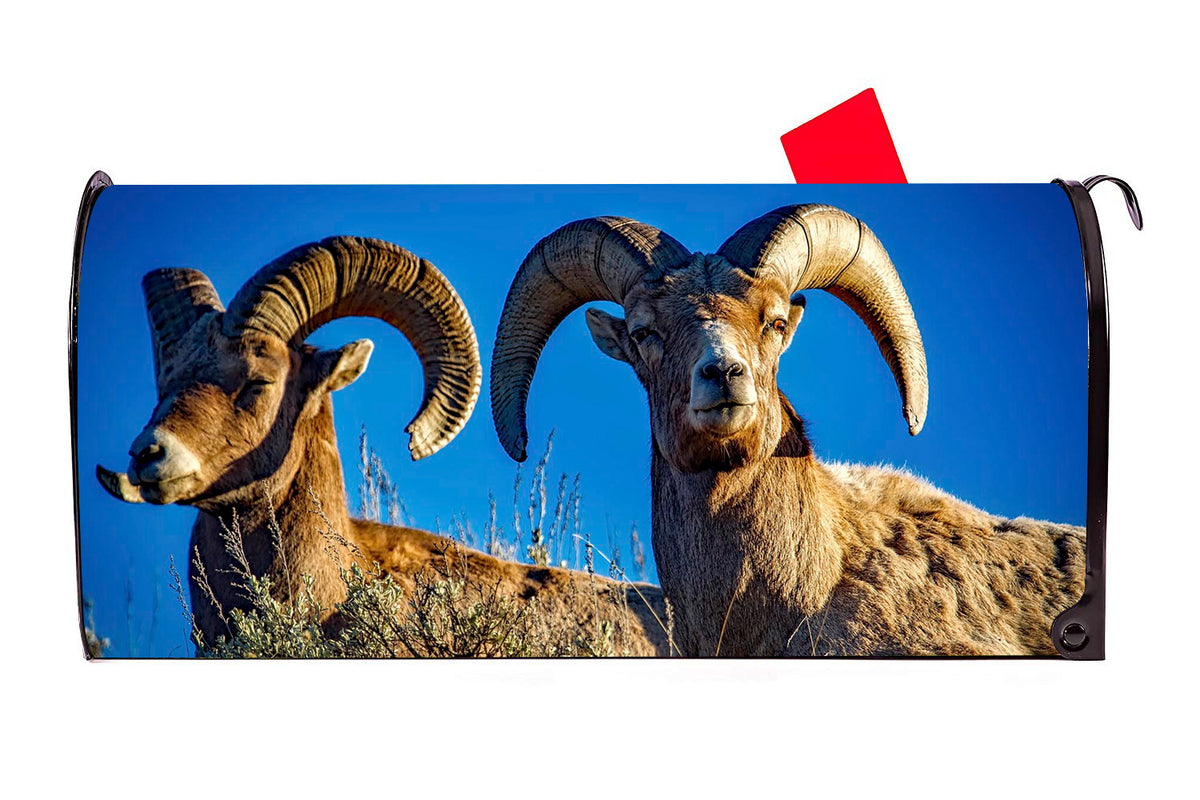 Sheep Magnetic Mailbox Cover – Mailbox Covers for You